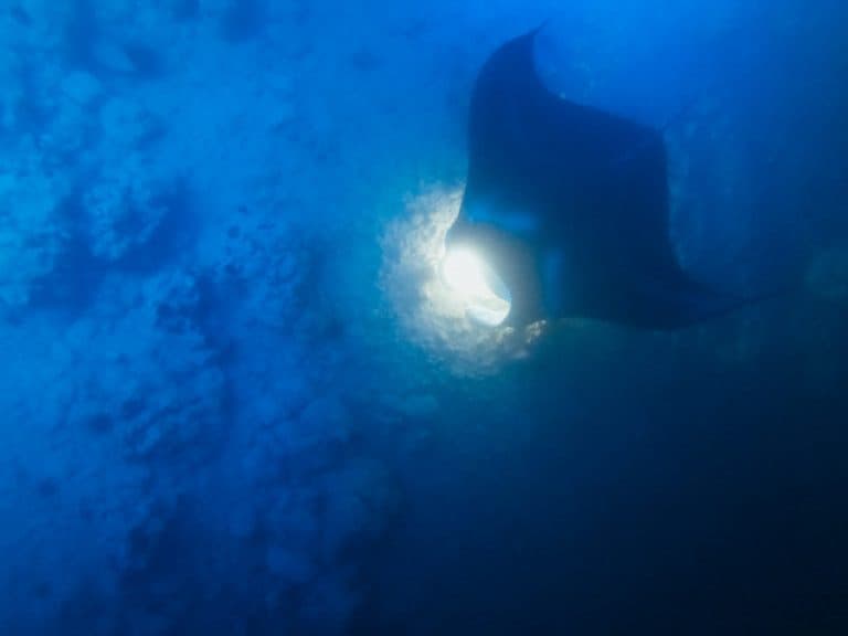 Manta Ray Night Snorkeling Guide: What to Expect (a thrill) - The ...