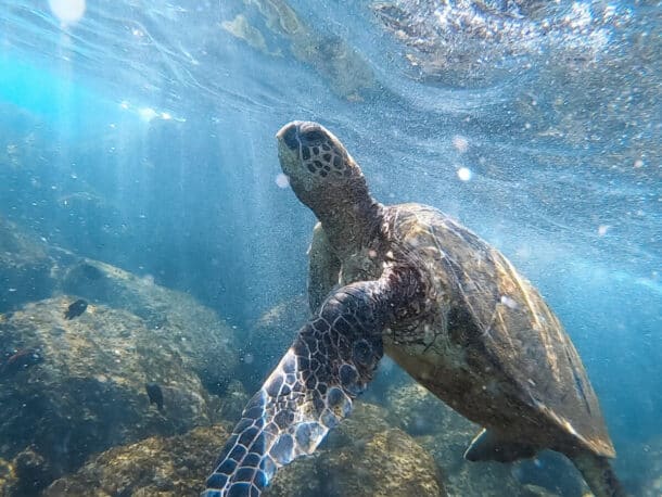 10 Places to See Turtles on Maui - The Hawaii Vacation Guide