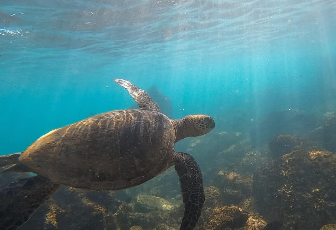 10 Places to See Turtles on Maui - The Hawaii Vacation Guide