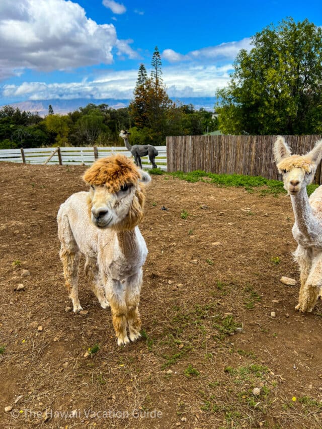 Alpaca Farm Tour with Paniolo Picnic on Maui - 10% Off - The Hawaii ...