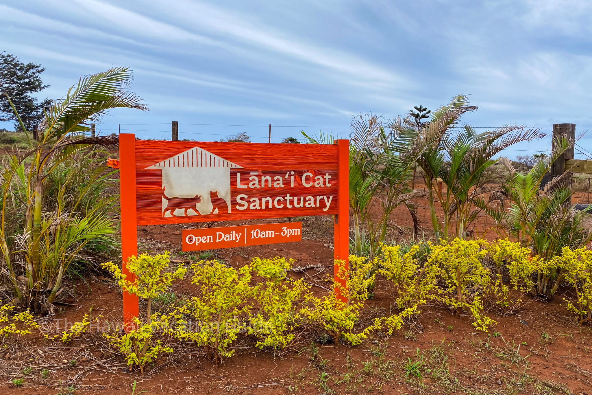 25 Best Things to Do on Lanai: Lanai Cat Sanctuary Details & More