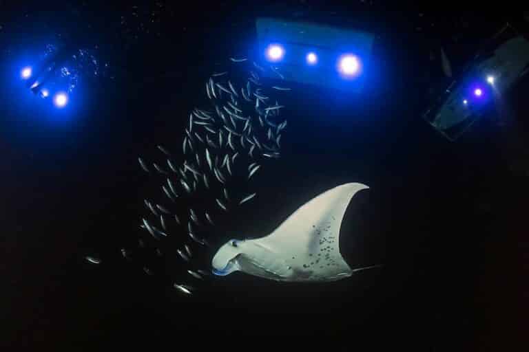 Manta Ray Night Snorkel from Manta Village (small group) - The Hawaii ...