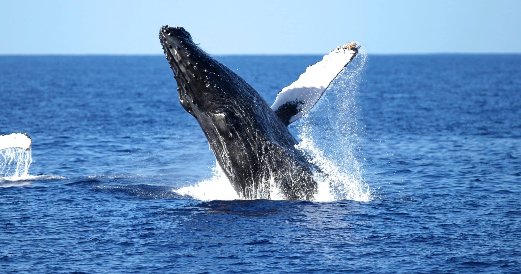 The Best Whale Watching Tour from Waikiki - The Hawaii Vacation Guide