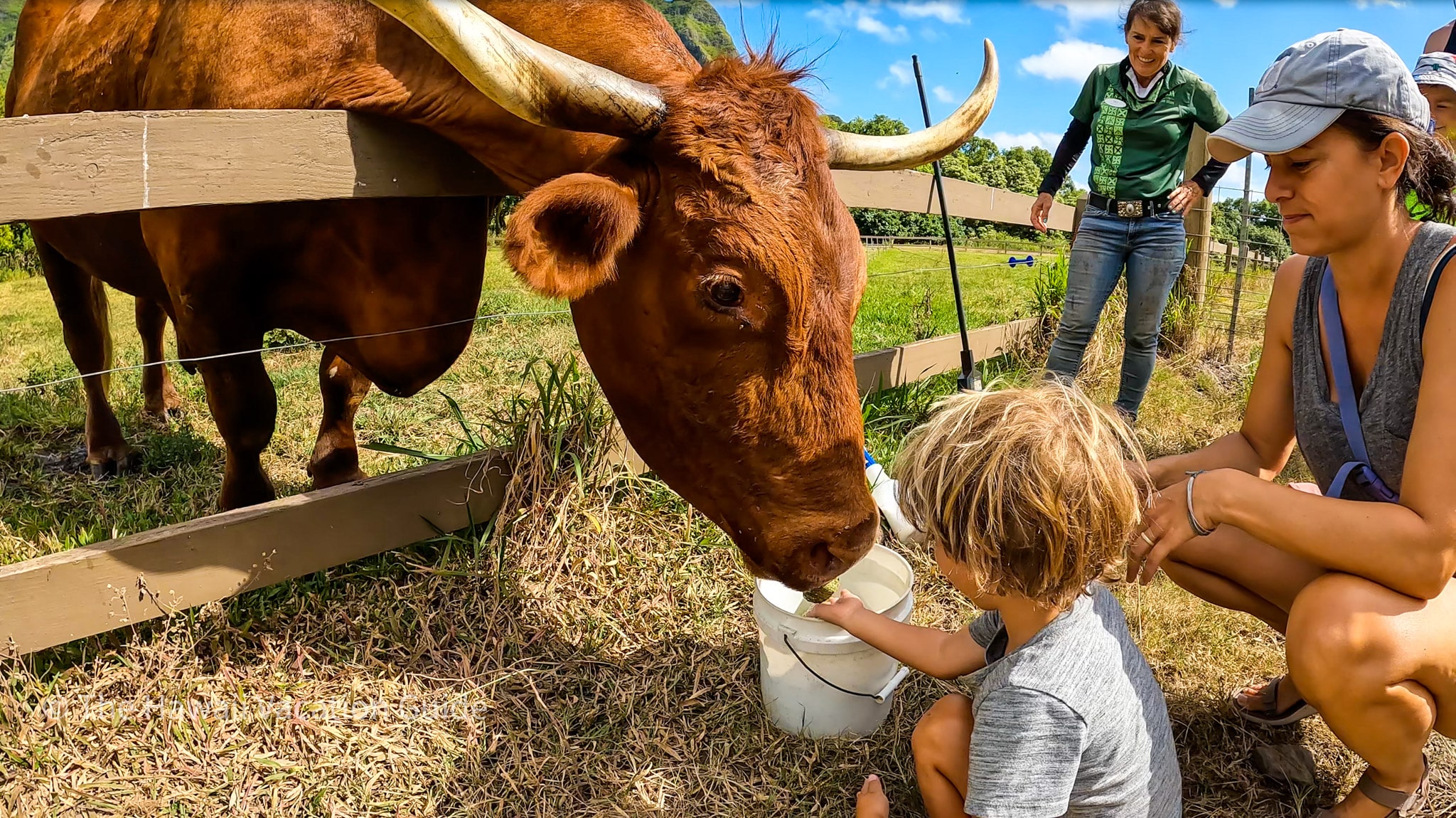 13 Hawaii Volunteer Programs for a Trip You Won't Forget - The Hawaii ...