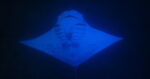 Manta Ray Night Snorkel from Manta Village (small group) - The Hawaii ...