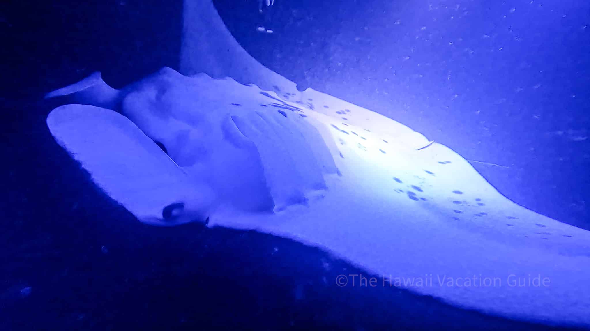 Manta Ray Night Snorkel from Manta Village (small group) - The Hawaii ...