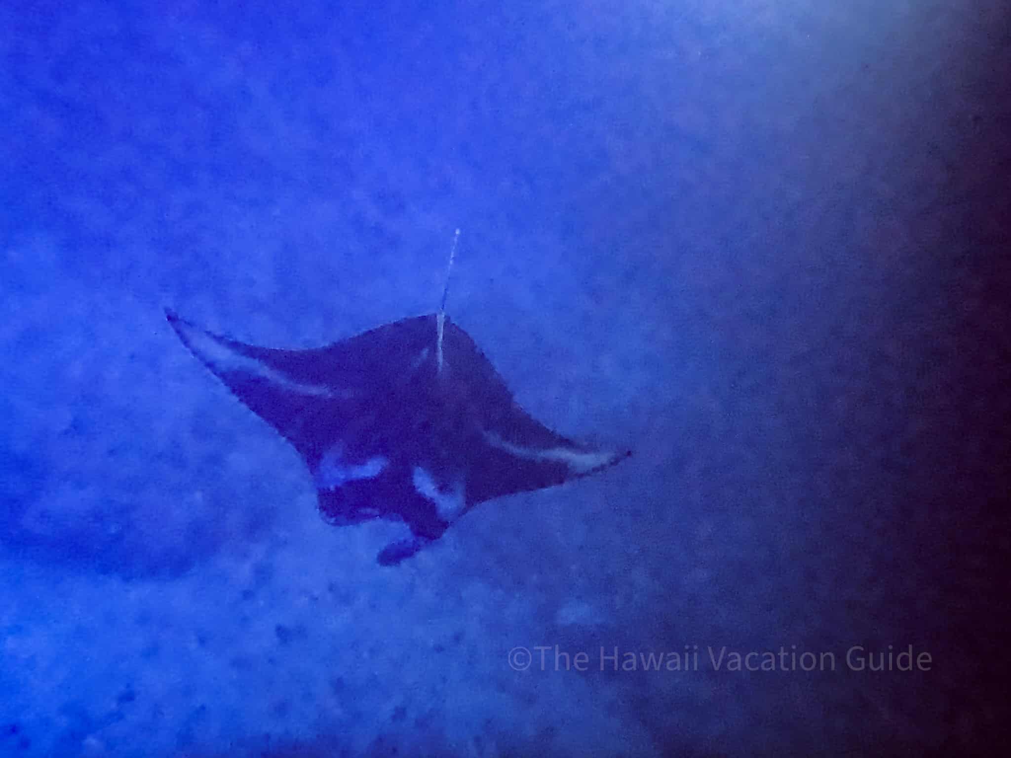 Manta Ray Night Snorkel from Manta Village (small group) - The Hawaii ...