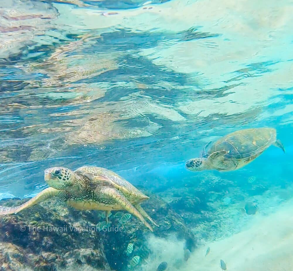 The 5 Best Turtle Canyon Snorkeling Tours from Waikiki - The Hawaii ...