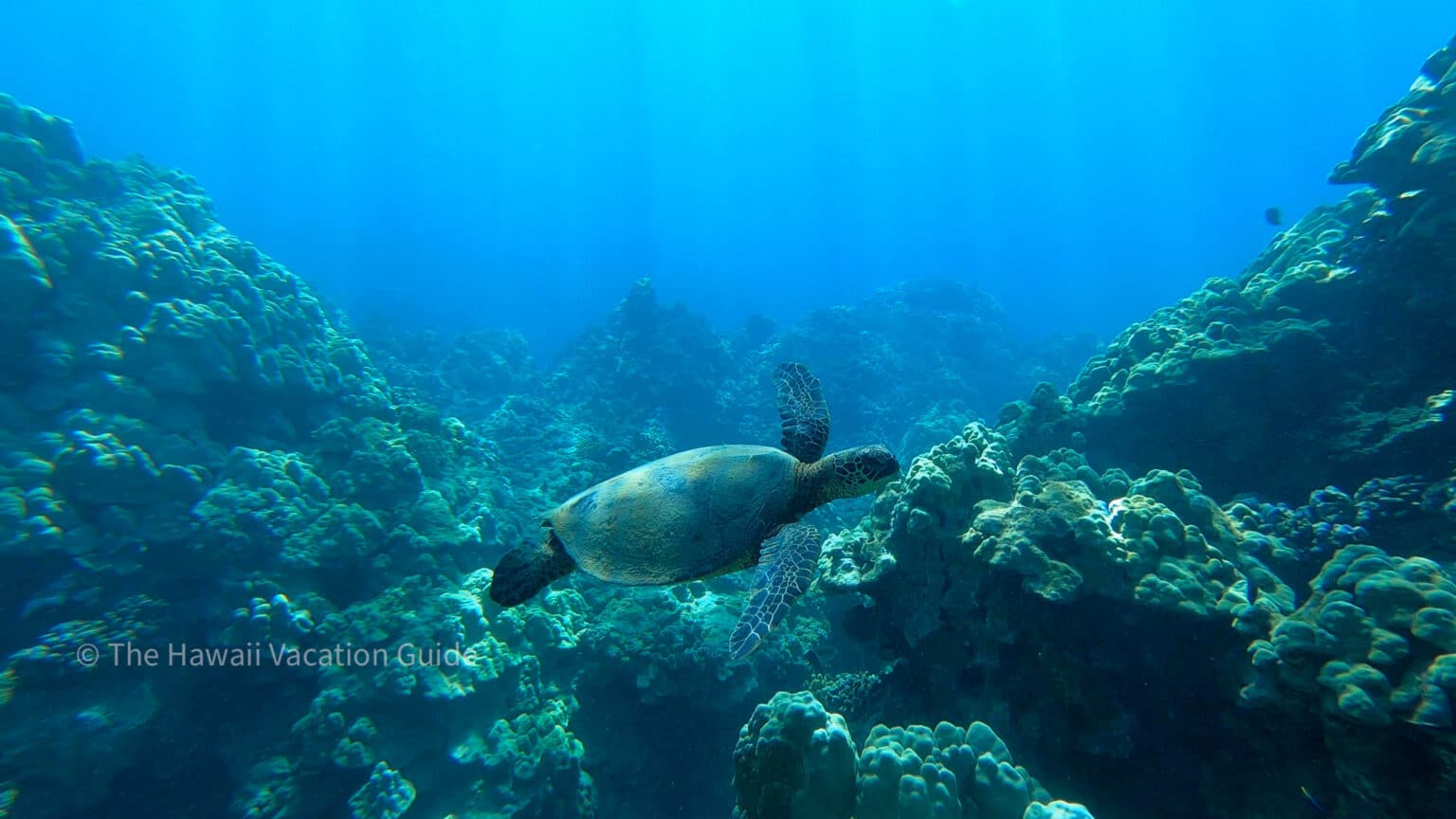 The 5 Best Turtle Canyon Snorkeling Tours from Waikiki - The Hawaii ...