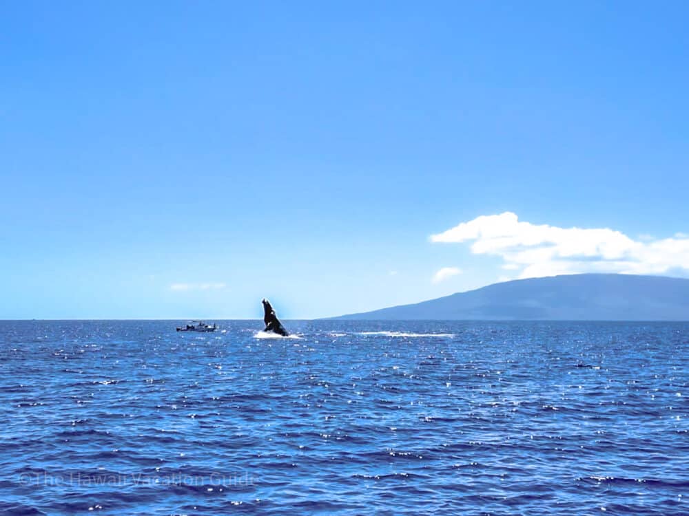 Hawaii Whale Watching Guide: The Best Hawaiian Island For Whale ...