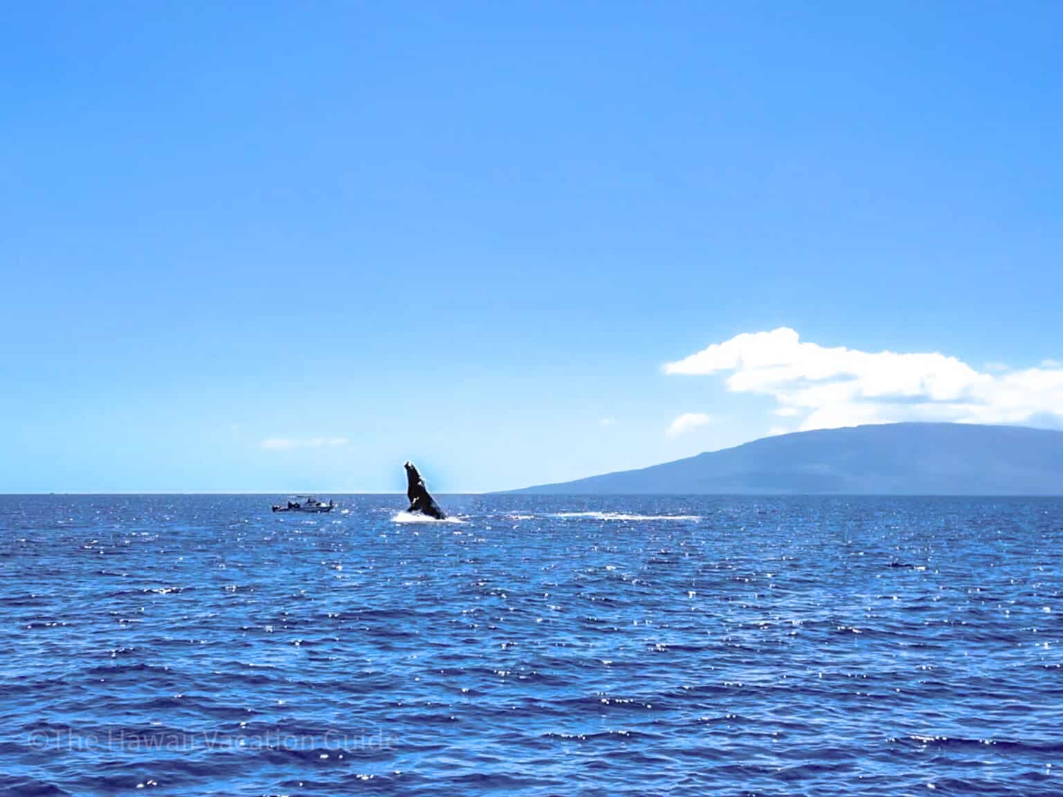 Hawaii Whale Watching Guide: The Best Hawaiian Island For Whale ...