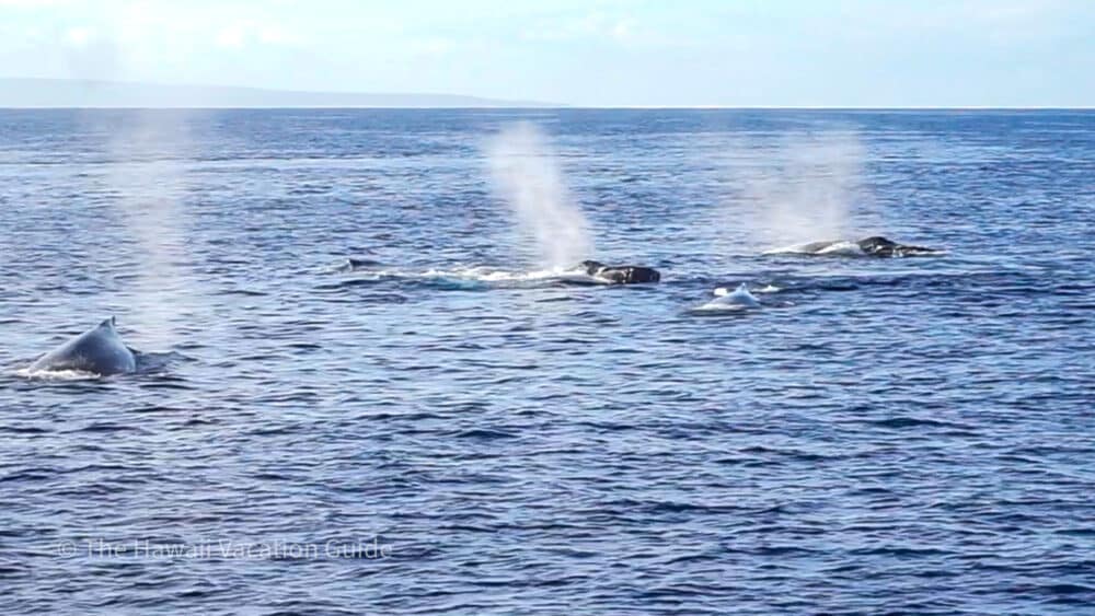 This is The Best Hawaiian Island for Singles (don't miss this) - The ...