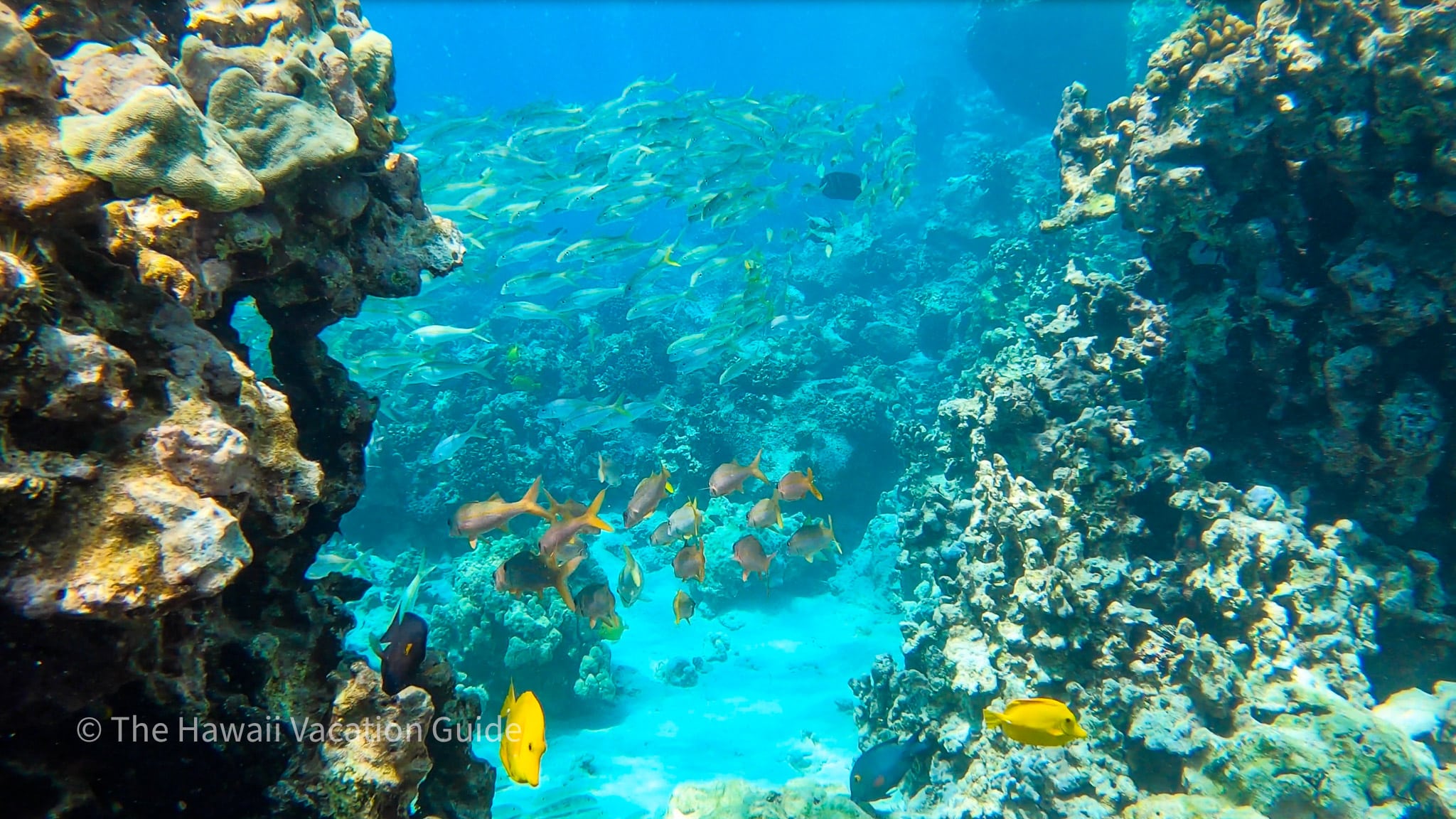 6 Best Captain Cook Snorkeling Tours (by boat type, price)