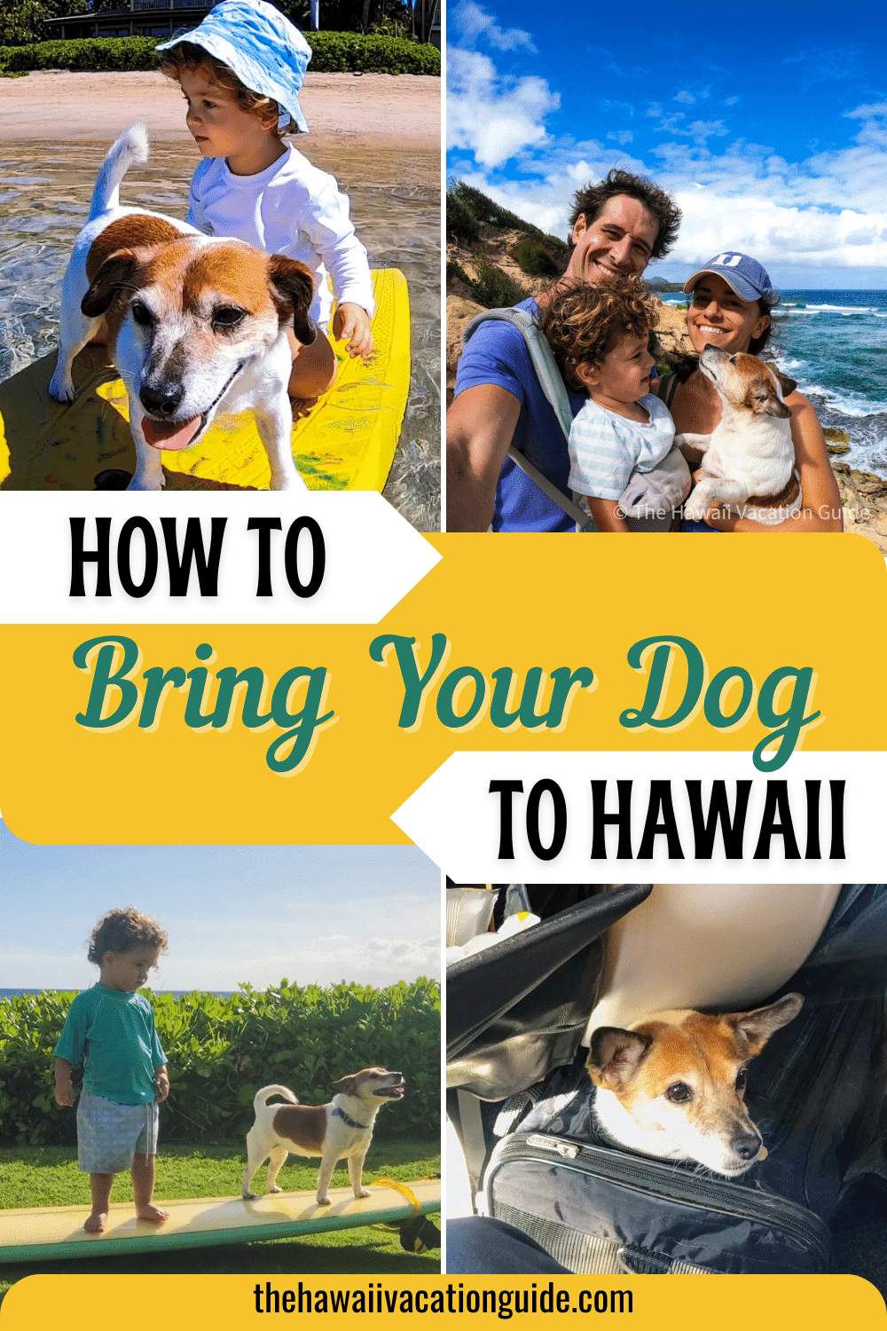 Can You Bring Your Dog to Hawaii? This is How to Avoid Pet Quarantine ...