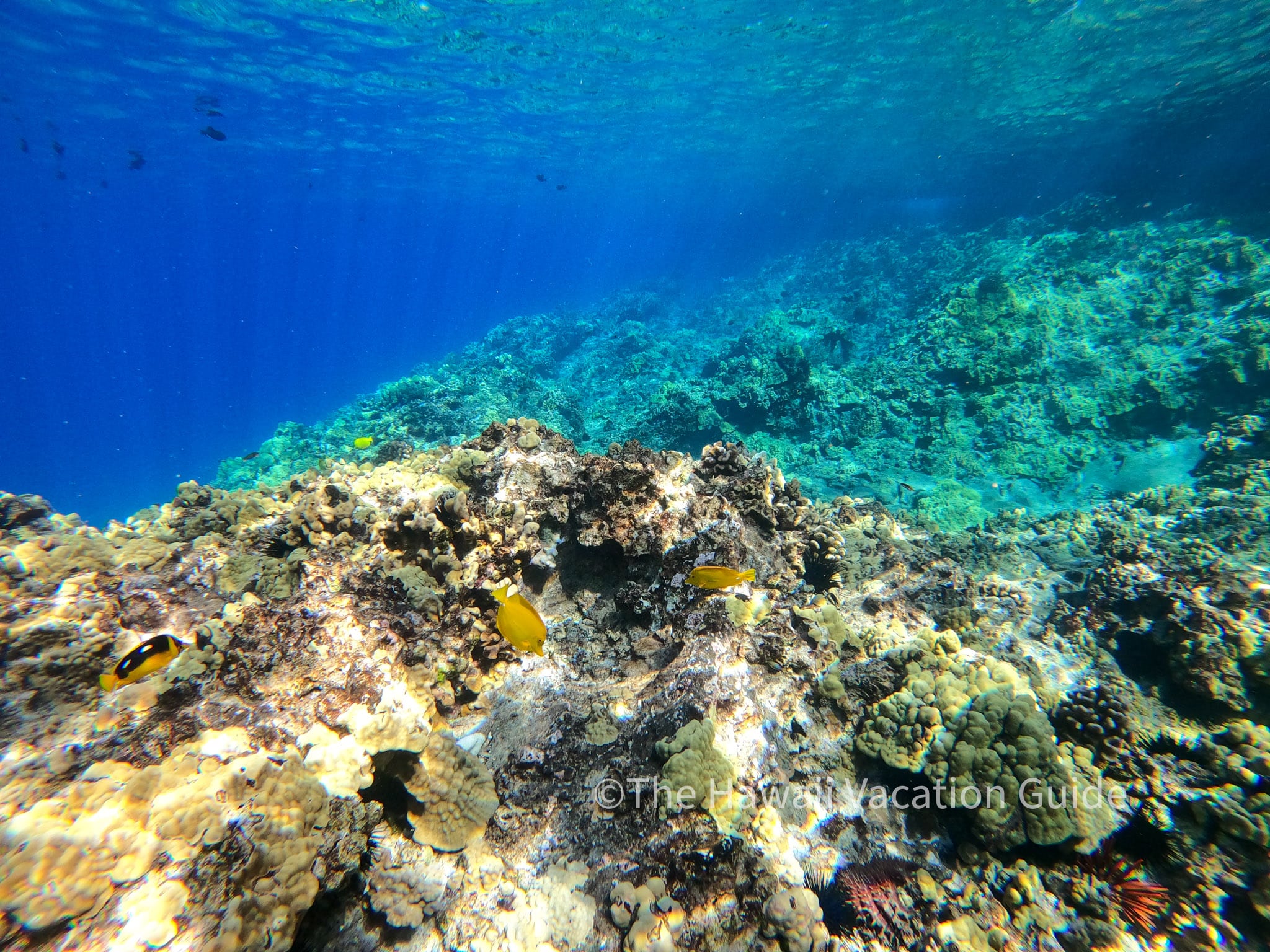 Your Guide to the Best Spring Break in Hawaii 2026